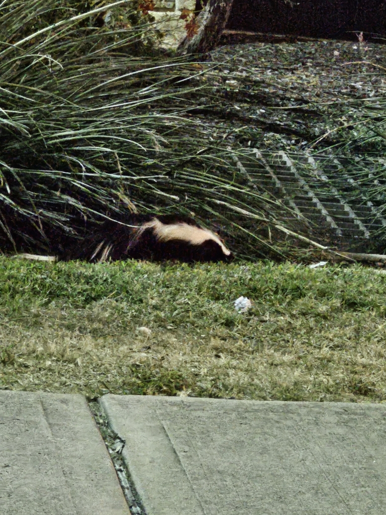Striped Skunk from San Antonio, TX 78249, USA on September 22, 2023 at ...