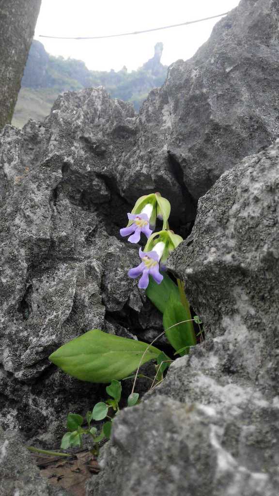 Primulina eburnea on April 7, 2015 at 02:08 AM by junquan yao · iNaturalist