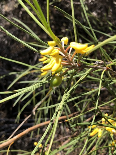 Persoonia saundersiana · iNaturalist