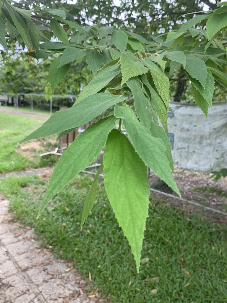 calabur tree from 臺灣島, 楠西區, TNN, TW on October 17, 2023 at 12:35 PM by ...