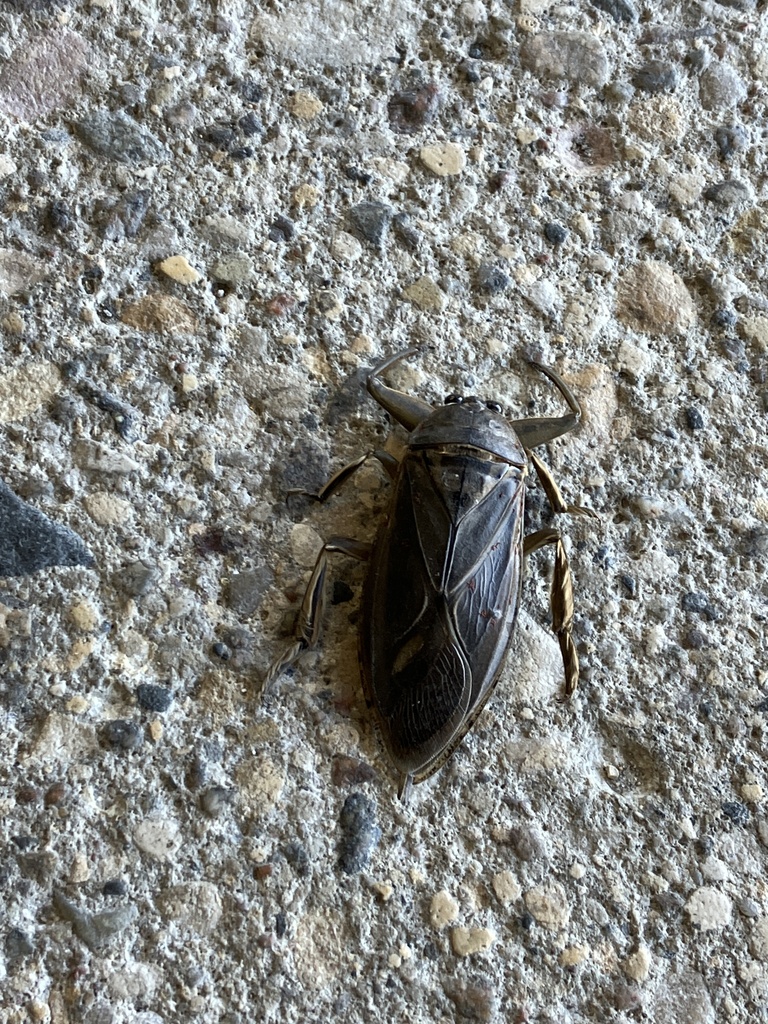 American Giant Water Bug from St Anne's Rd, Winnipeg, MB, CA on October ...