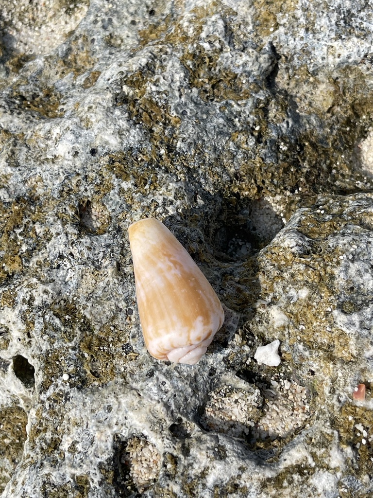 Strawberry Conch from Kerama-shoto National Park, Zamami, Shimajiri-Gun ...