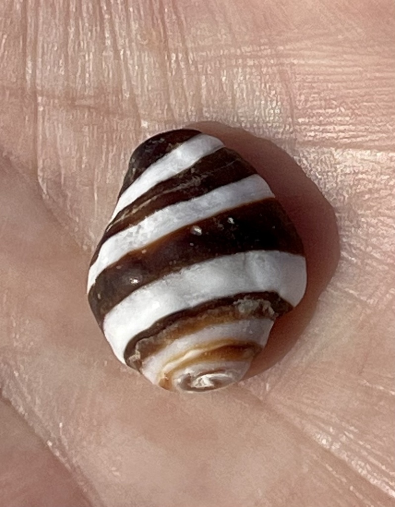 Bumblebee Snail from Kerama-shoto National Park, Zamami, Shimajiri-Gun ...