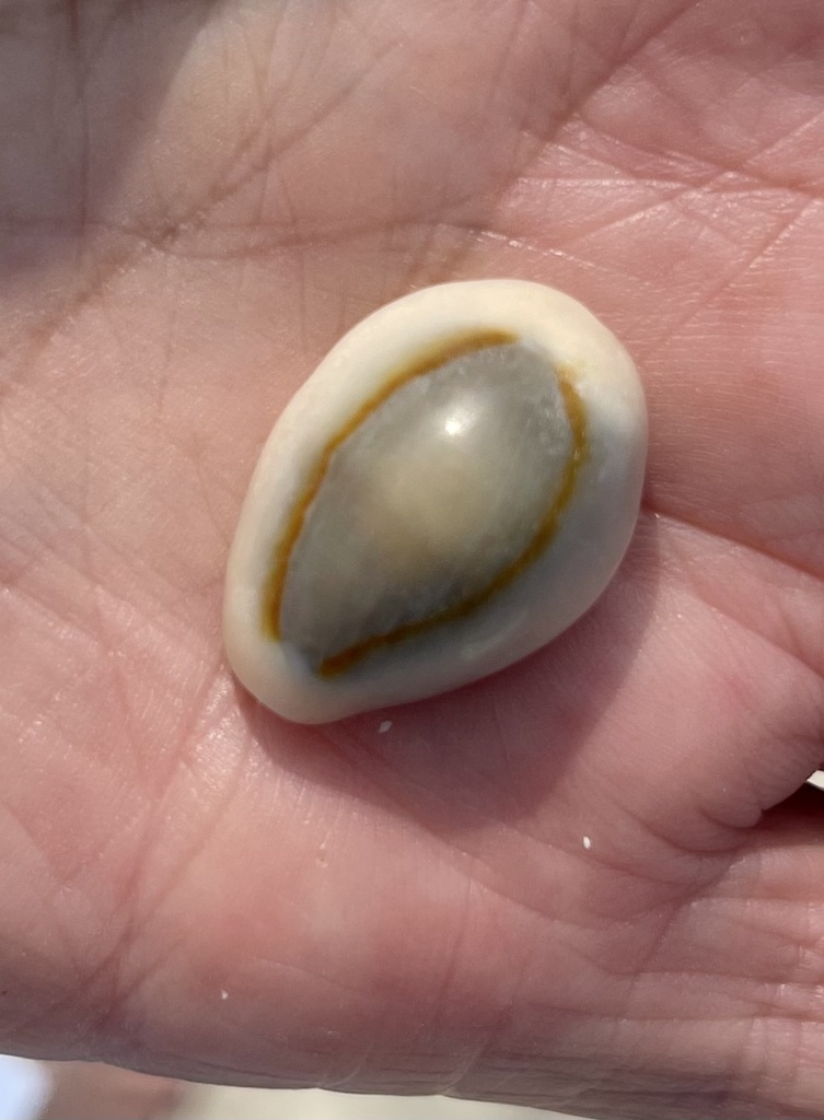 Gold Ring Cowry from Kerama-shoto National Park, Zamami, Shimajiri-Gun ...