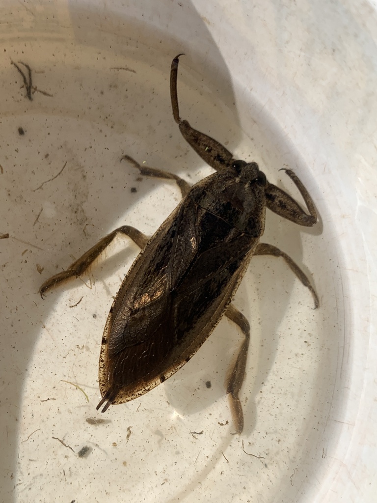 American Giant Water Bug from Hyland Lake Park Reserve, Bloomington, MN ...
