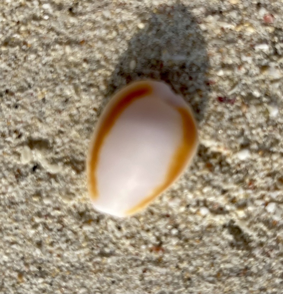 Honey Cowry from Kerama-shoto National Park, Zamami, Shimajiri-Gun ...