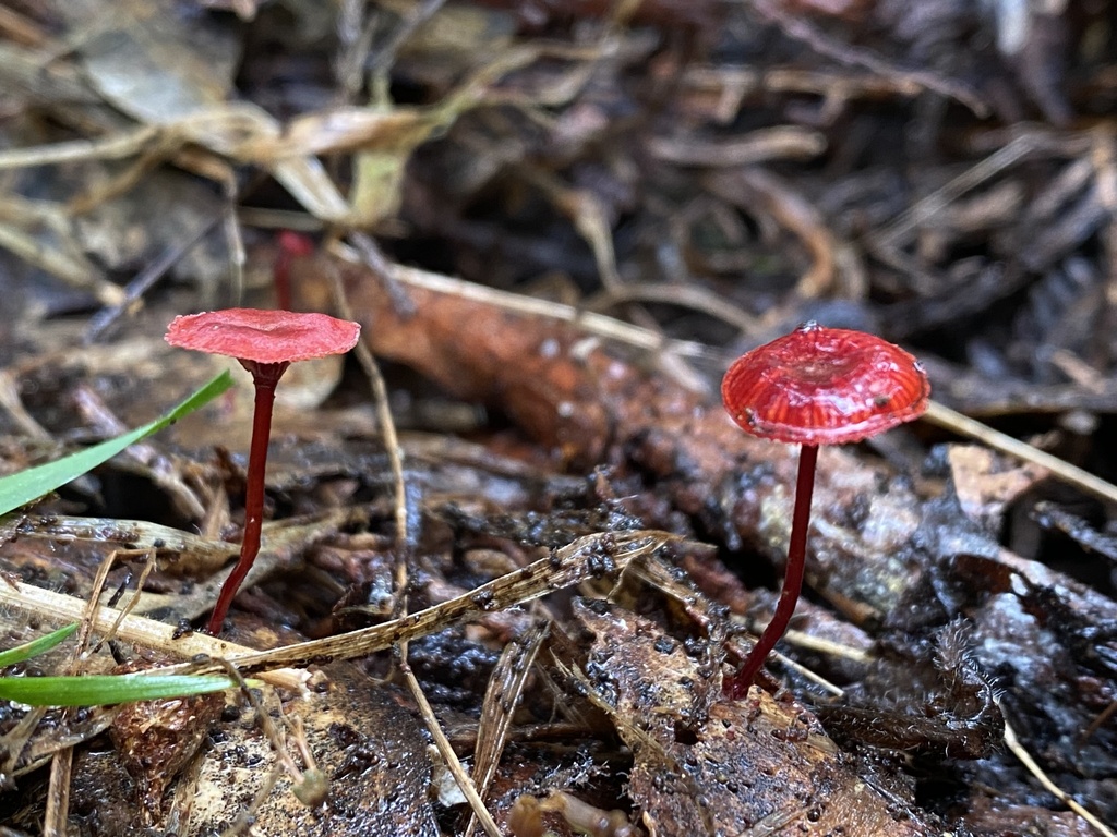 ruby bonnet from Buxton La, Shoreham, VIC, AU on October 16, 2023 at 08 ...