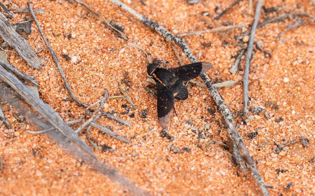 Muwarna stellifera from Warnes SA 5417, Australia on October 12, 2023 ...