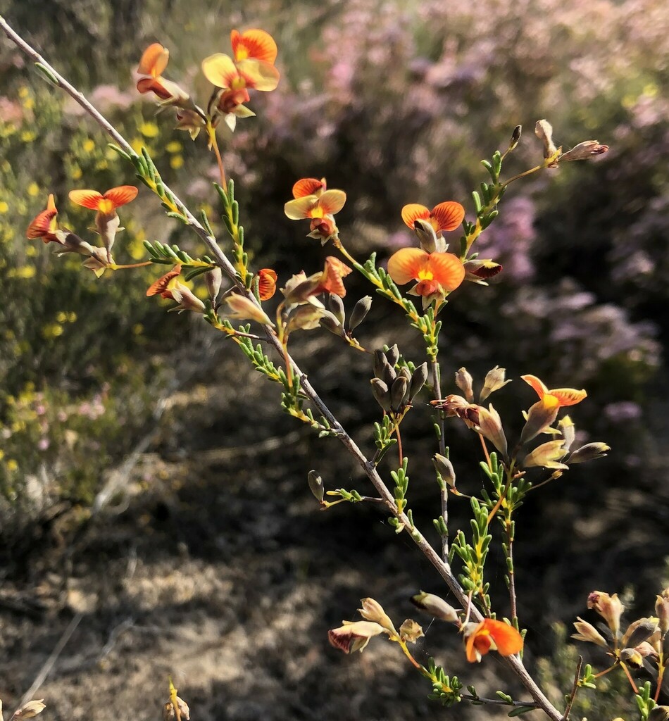 red parrot-pea from Ngarkat SA 5302, Australia on October 17, 2023 at ...