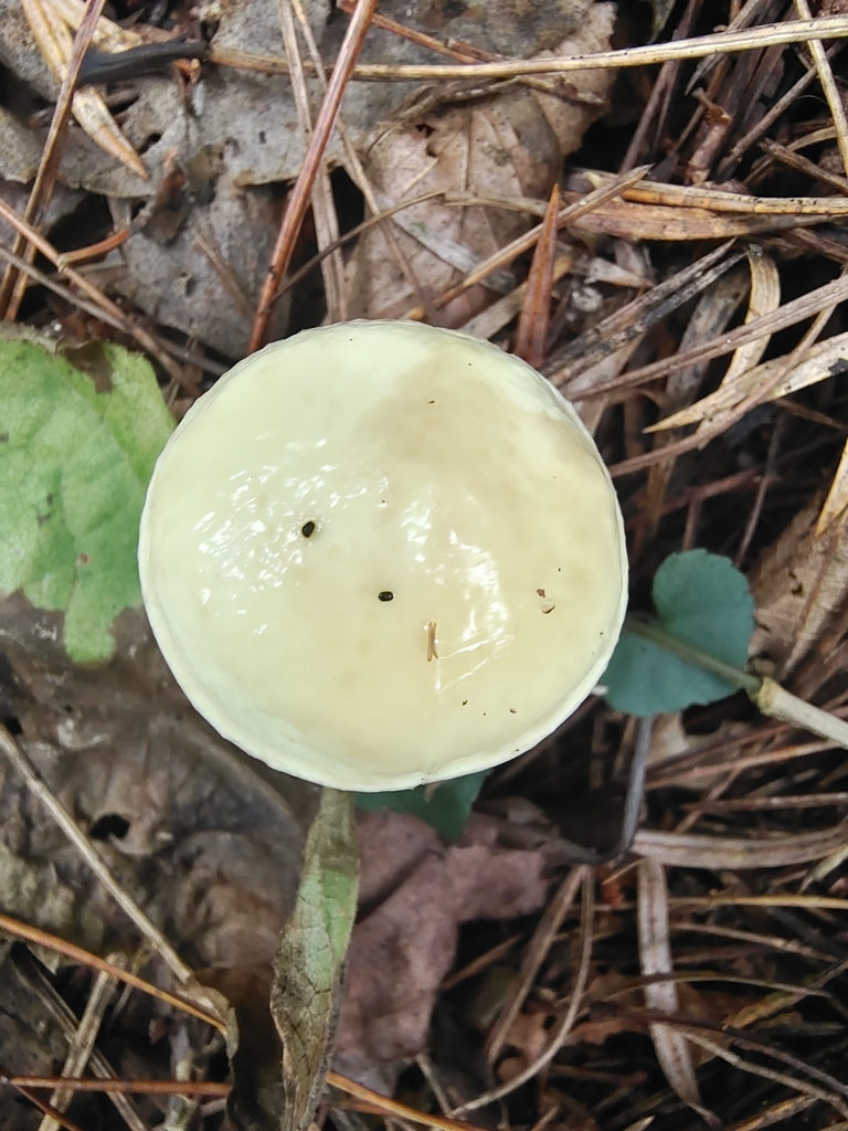 Suillus placidus from Yichun, CN-JX, CN on September 5, 2023 at 12:19 ...