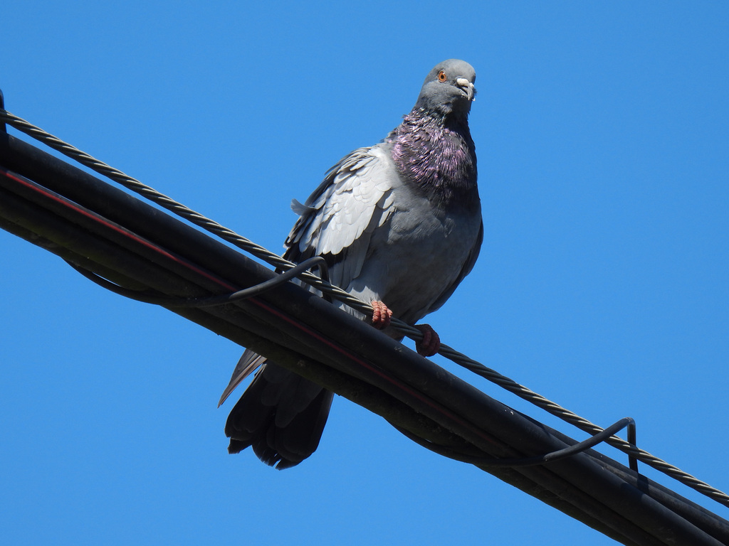 Feral Pigeon from Midori Ward, Yokohama, Kanagawa, Japan on October 17 ...