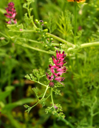 Bracted Ramping-Fumitory (Fumaria bracteosa) · iNaturalist