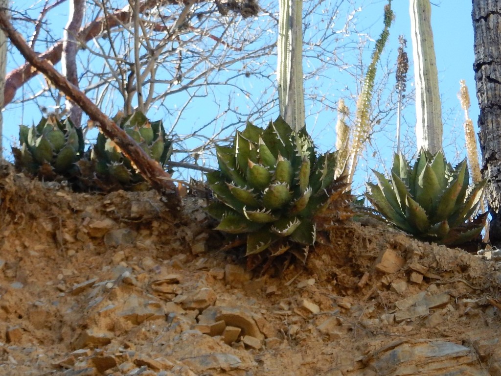 (Agave oteroi) - Botanical Realm