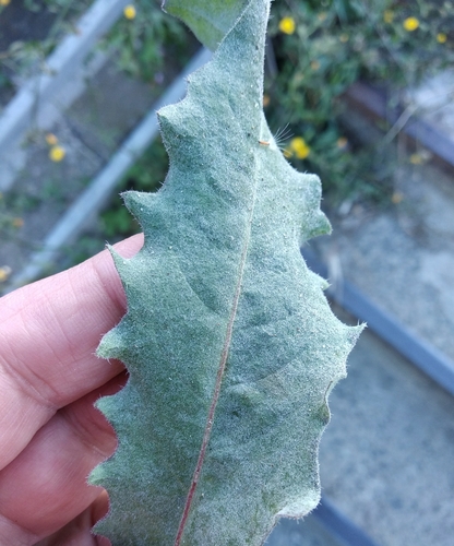 Variety Neoerysiphe nevoi nevoi · iNaturalist