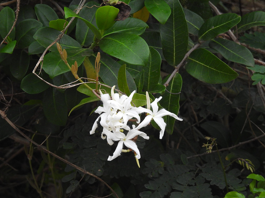 forest toad-tree from Ponta do Ouro, Mozambique on October 13, 2023 at ...