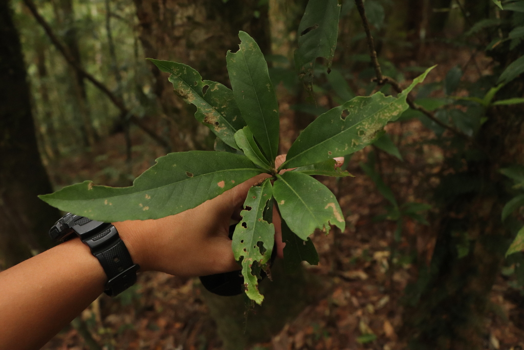 Chinese Gugertree from 313台灣新竹縣尖石鄉 on October 15, 2023 at 11:22 AM by ...