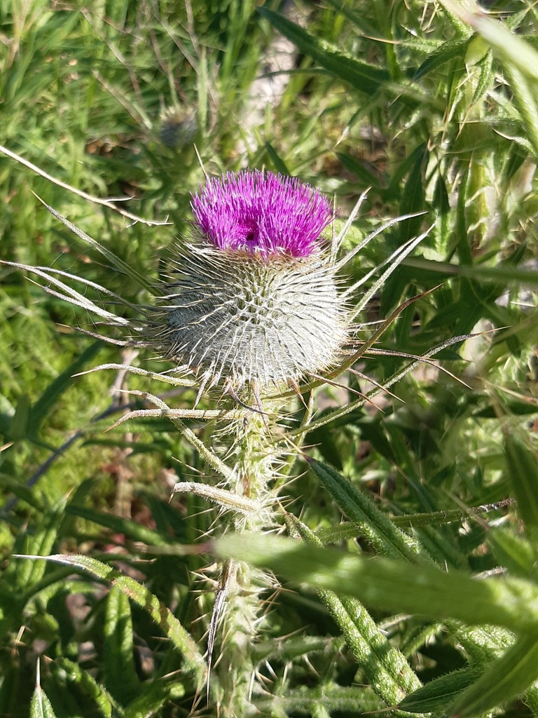 Bull Thistle from Mount Burr SA 5279, Australia on October 17, 2023 at ...