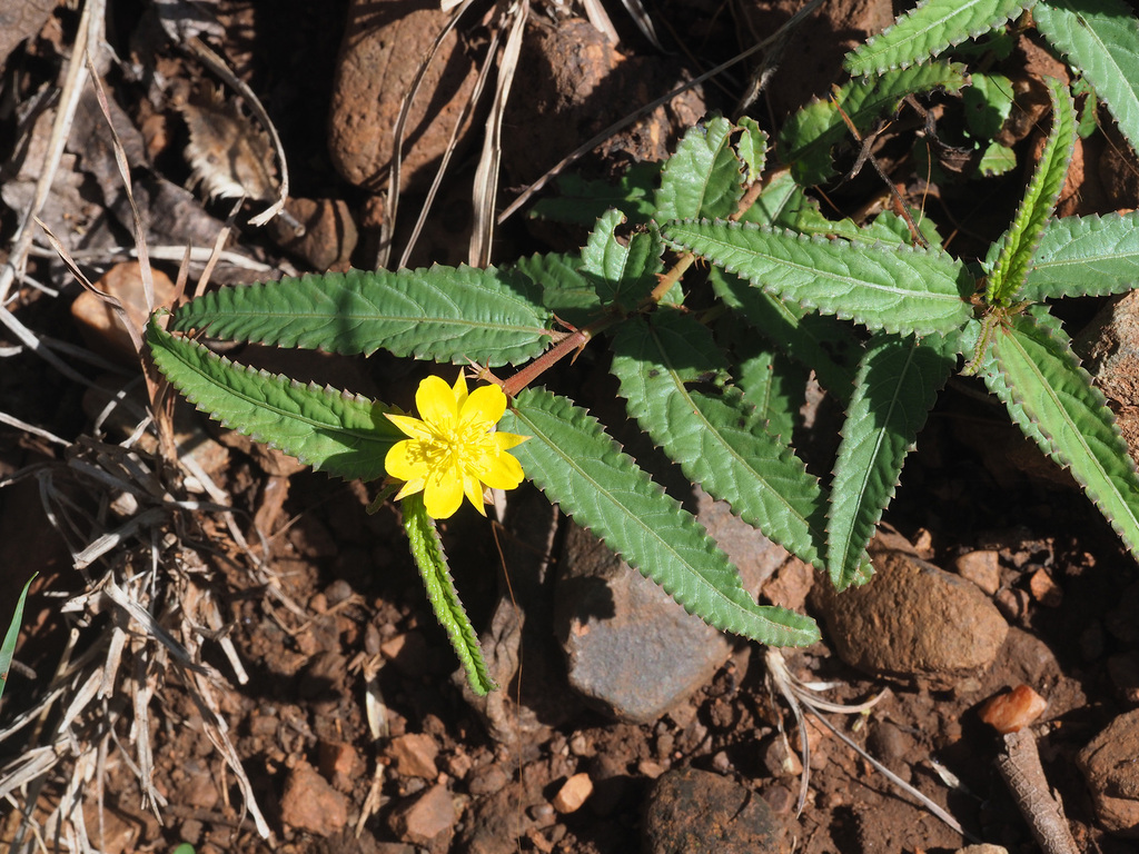 Bushveld Gusha from Songimvelo Kromdraai, Gert Sibande, Mpumalanga ...