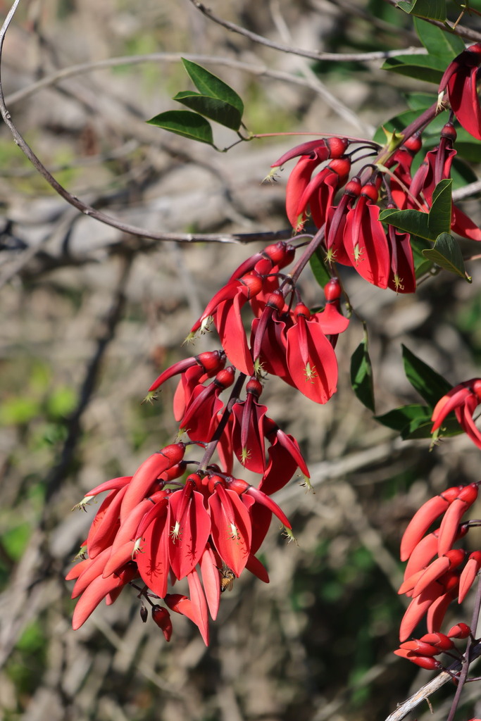 Cockspur coral tree from Brisbane QLD, Australia on September 27, 2023 ...