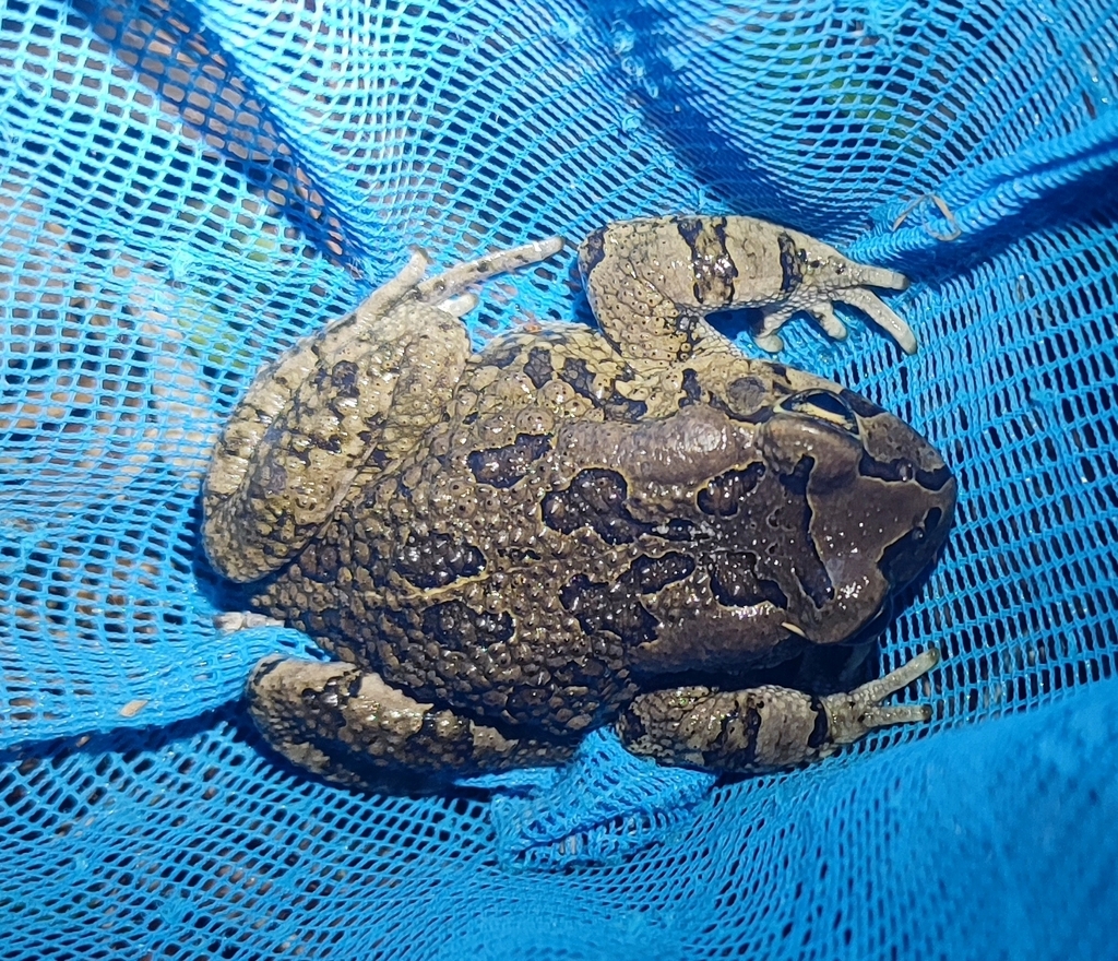 Raucous Toad from Scarborough, Cape Town, South Africa on October 16 ...