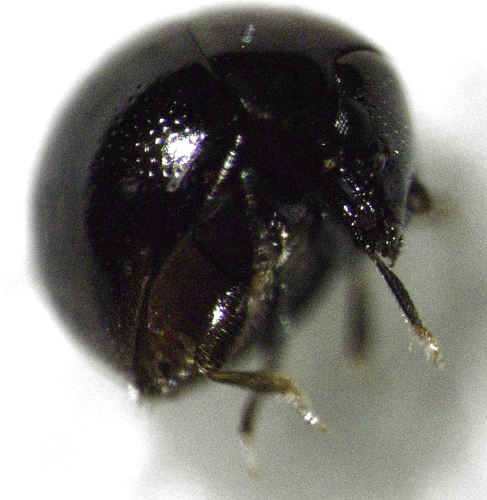 Family Rentoniidae · iNaturalist United Kingdom