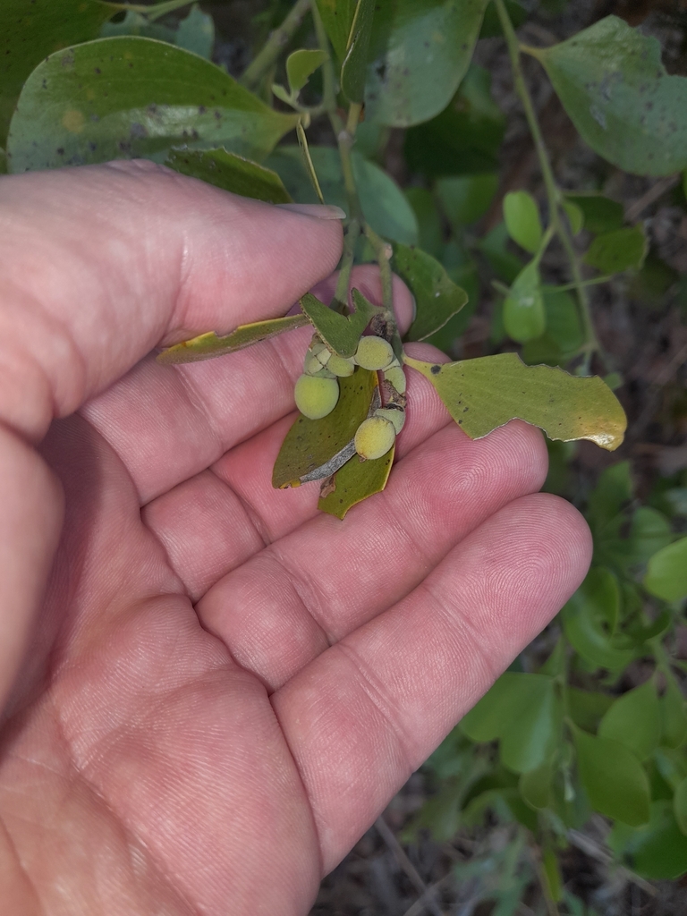 Broad Leaved Native Cherry from Knuckey Lagoon NT 0828, Australia on ...