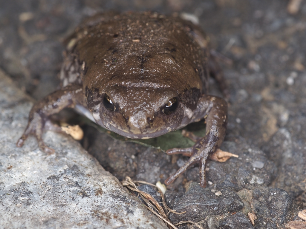Boreal Digging Frog from Nanjing, CN-JS, CN on October 15, 2023 at 08: ...