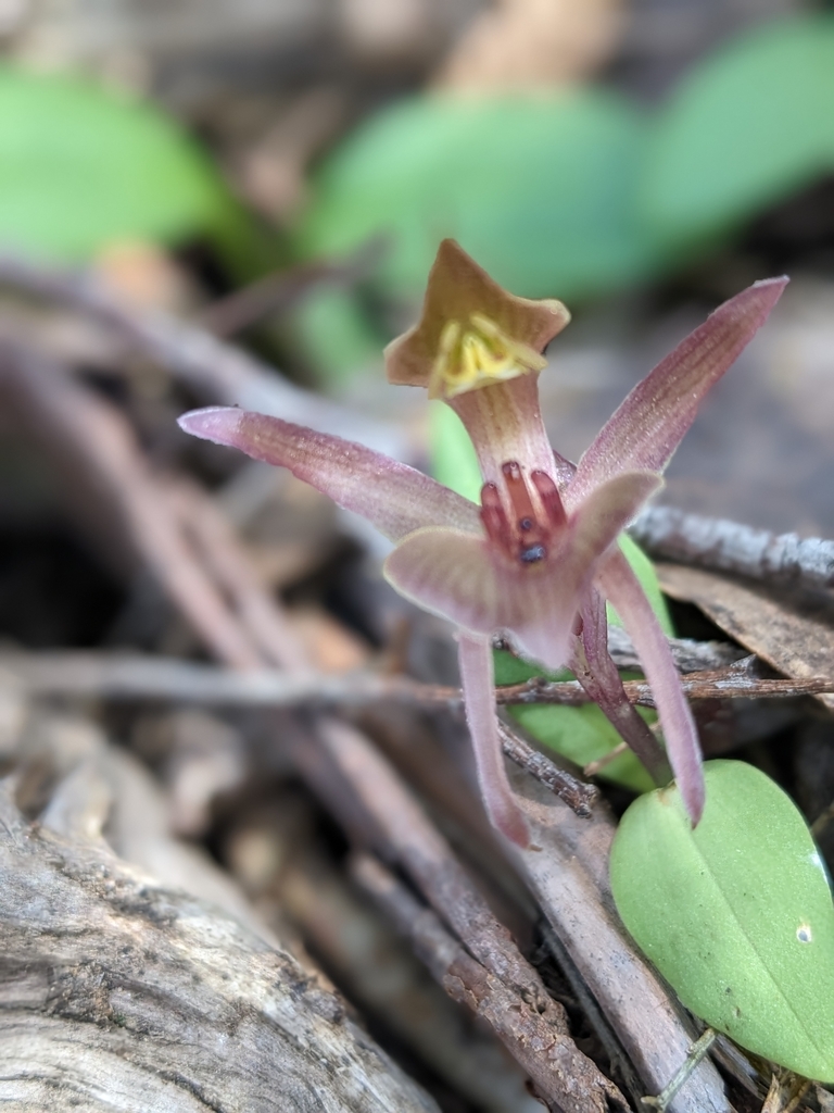 three-horned bird orchid from Montana TAS 7304, Australia on October 16 ...
