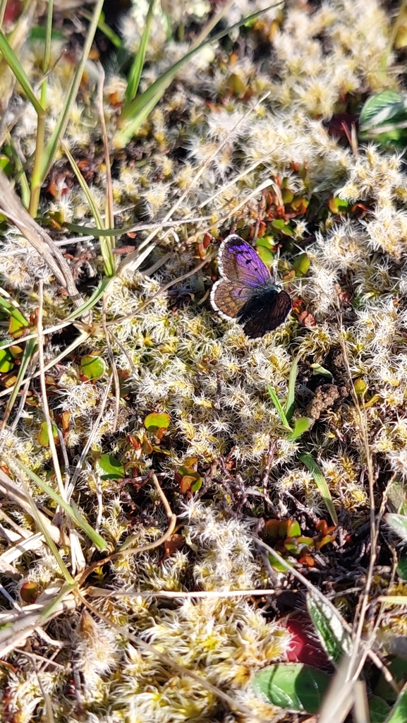 Canterbury Alpine Boulder Copper from Pukaki 7999, New Zealand on ...