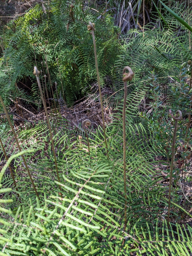 scrambling coral-fern from Montana TAS 7304, Australia on October 16 ...