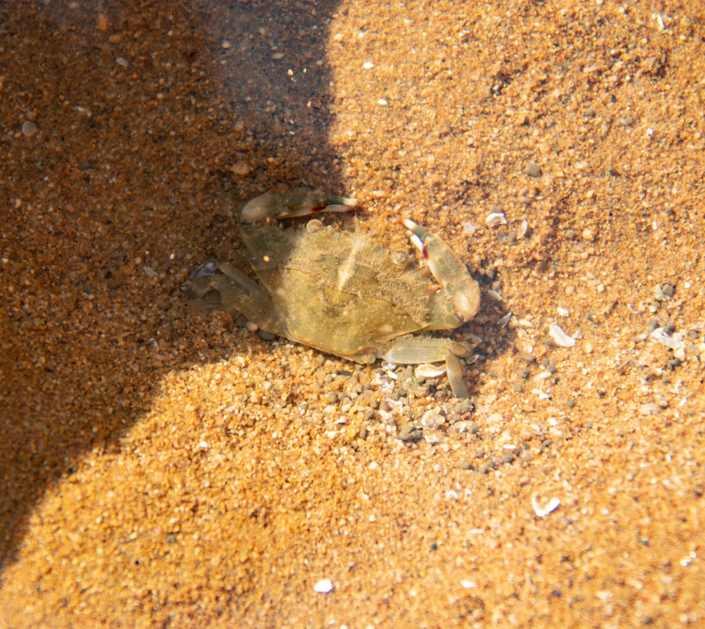 Asian Paddle Crab from 中国山东省青岛市即墨区 on October 15, 2023 at 10:52 AM by ...