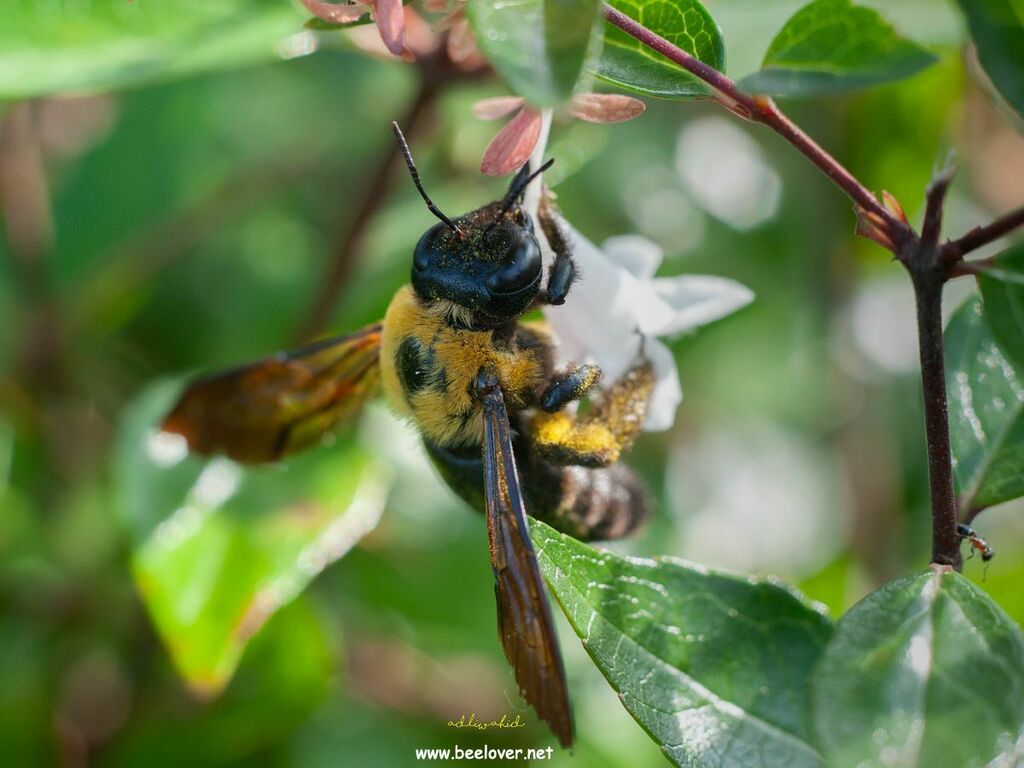 Japanese Carpenter Bee from Kyoto, Japan on September 11, 2023 at 09:07 ...