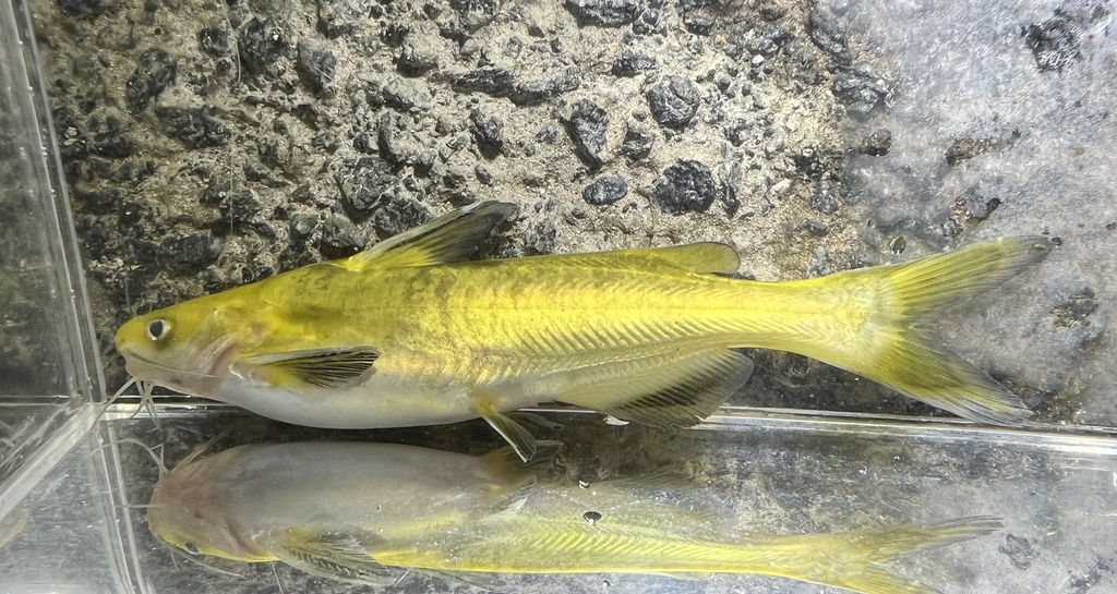 (Tachysurus vachellii) - Marine Life Identification