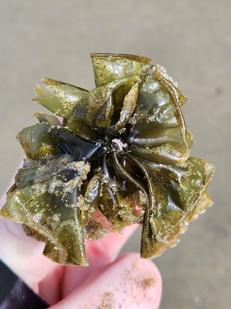 Pyropia columbina from Northland, New Zealand on October 17, 2023 at 10 ...