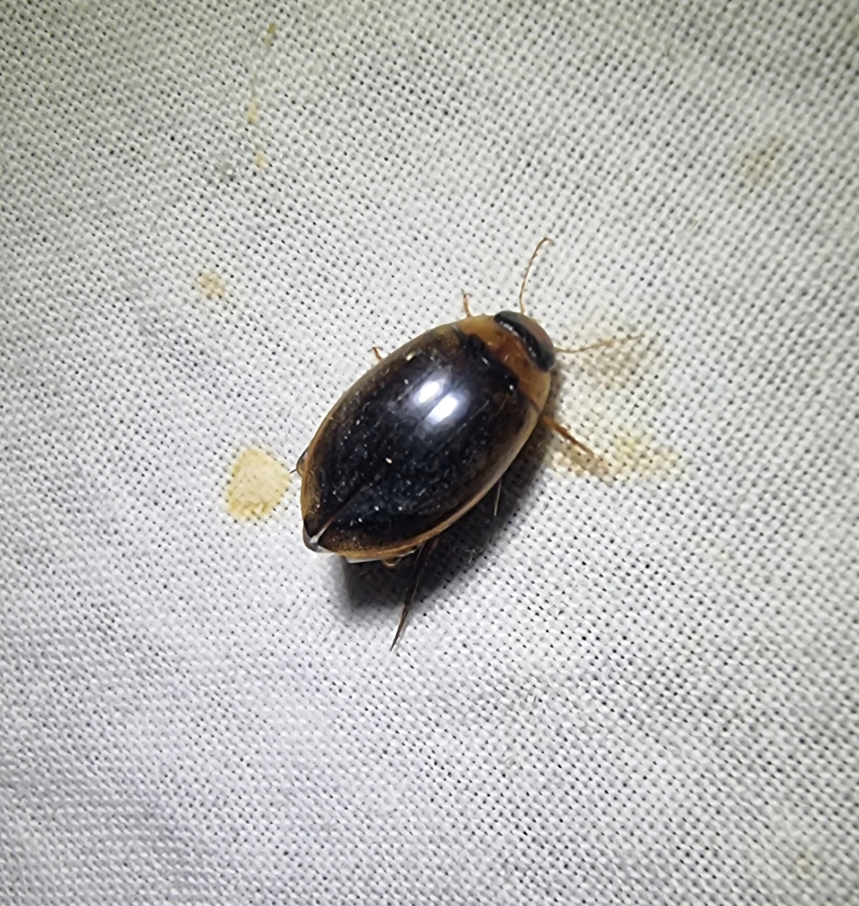 Hydaticus leander from 17320 Tossa de Mar, Girona, Espagne on October ...