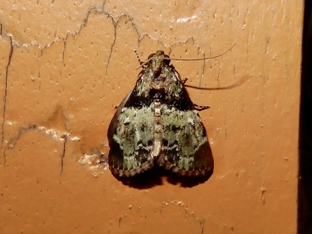 Orthaga from Udumbanchola, Idukki, KL, IN on October 6, 2023 at 06:18 ...