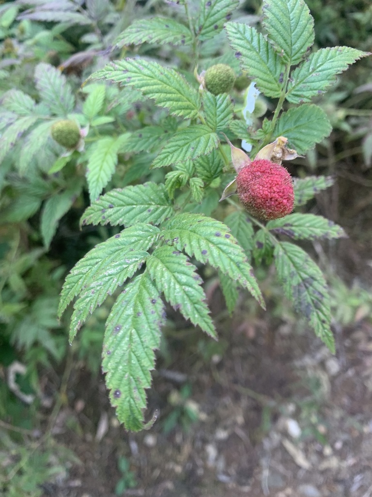 roseleaf bramble from Springbrook, QLD, AU on October 15, 2023 at 03:45 ...