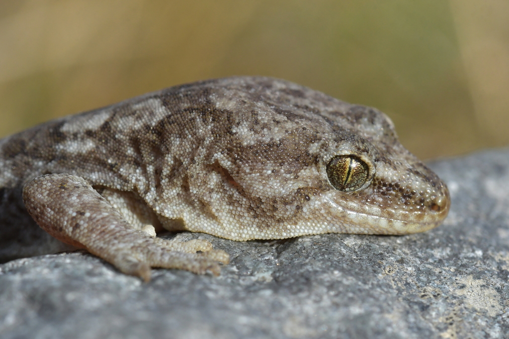 Southern Alps Gecko in October 2023 by Christopher Stephens · iNaturalist