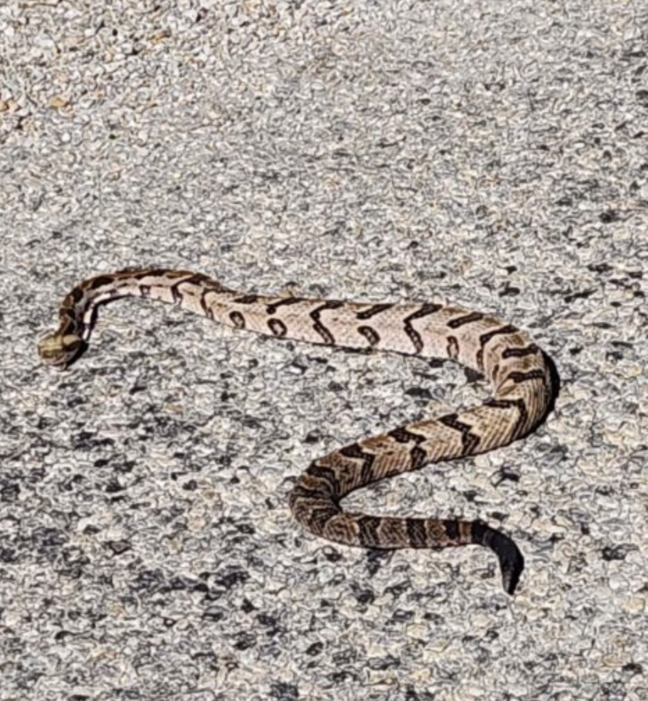 Timber Rattlesnake from Italy, TX, US on October 16, 2023 at 03:30 PM ...