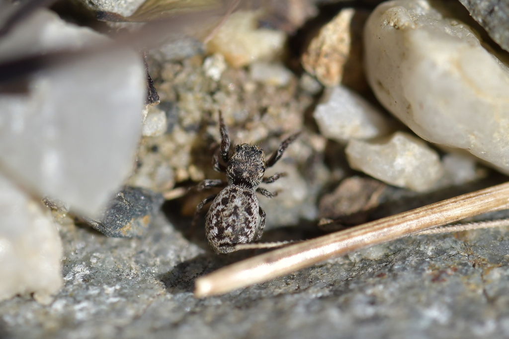Jumping Spiders from St Bathans, New Zealand on October 10, 2023 at 01: ...