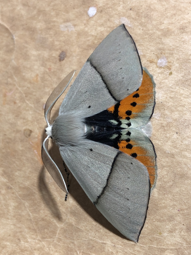 Fallen Bark Looper from Vale St, Skye, SA, AU on October 17, 2023 at 09 ...
