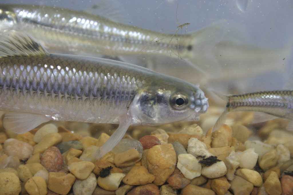 Bluntnose Minnow from Harveys Creek, Pennsylvania, USA on April 25 ...