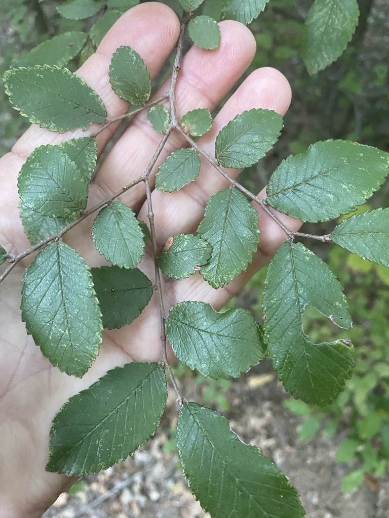 Cedar Elm from Randol Mill Park, Arlington, TX, US on October 16, 2023 ...