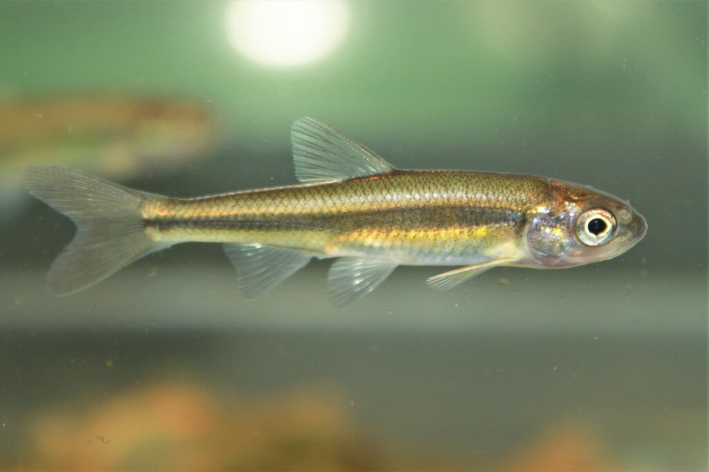 True Minnows from Harveys Creek, Pennsylvania, USA on December 8, 2009 ...