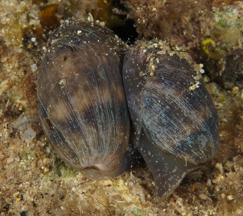 Brown bubble shell from Perth WA, Australia on October 16, 2023 at 07: ...