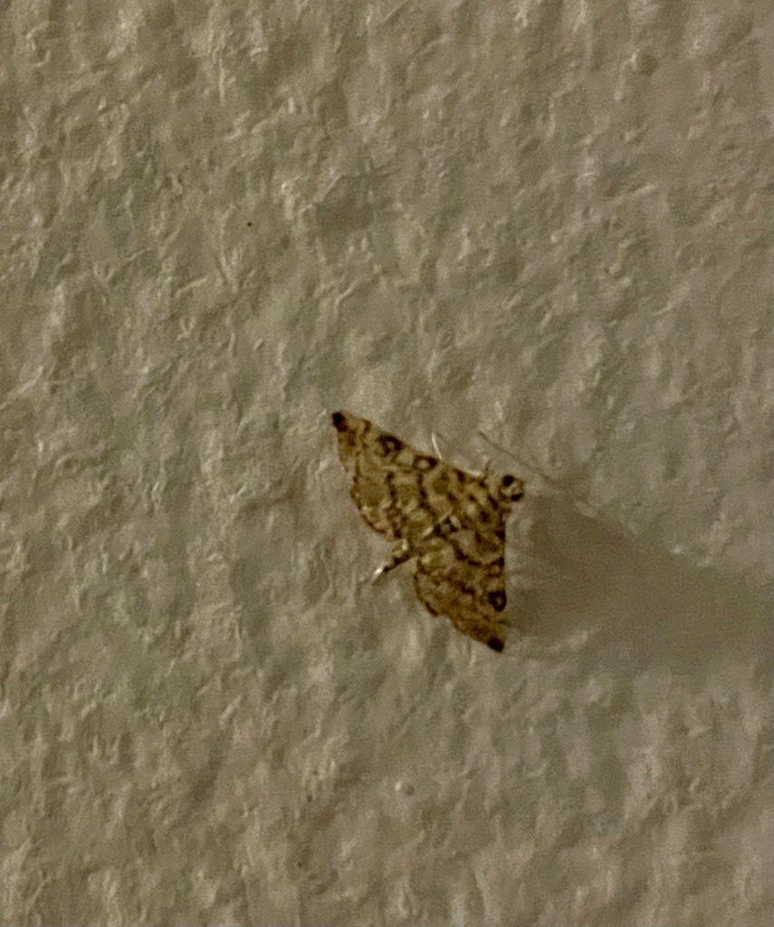 Checkered Apogeshna Moth from Puerto Rico, San Juan, Puerto Rico, US on ...