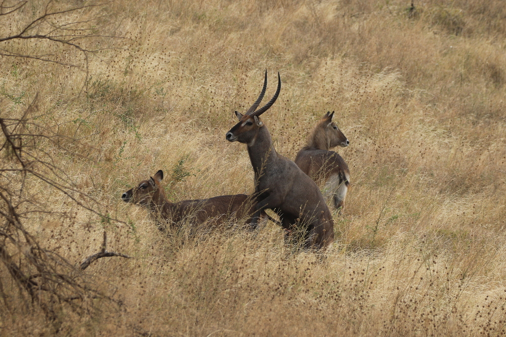 Defassa Waterbuck in July 2023 by Henggang Cui · iNaturalist