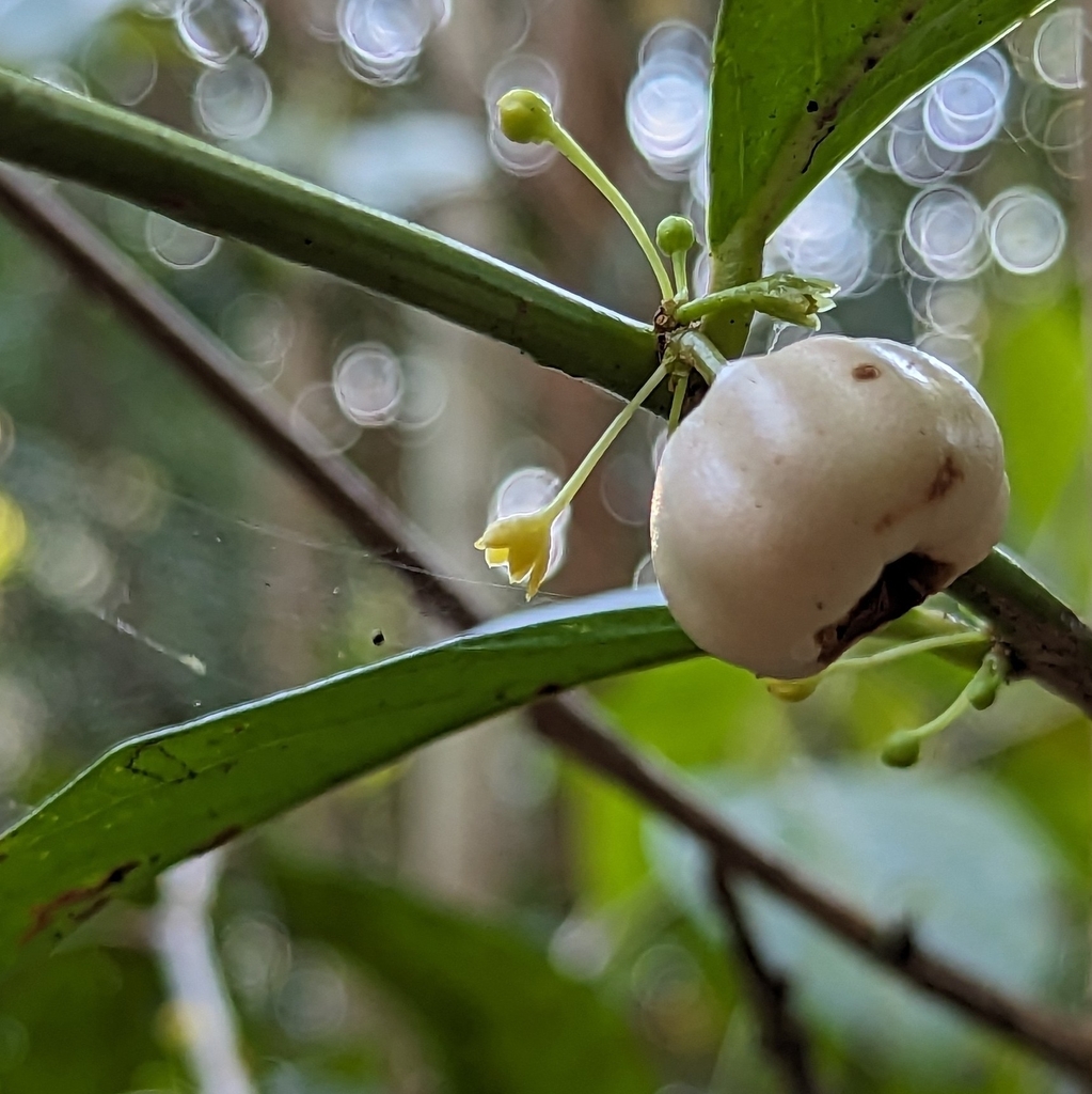 Glochidion from Yungaburra QLD 4884, Australia on October 17, 2023 at ...