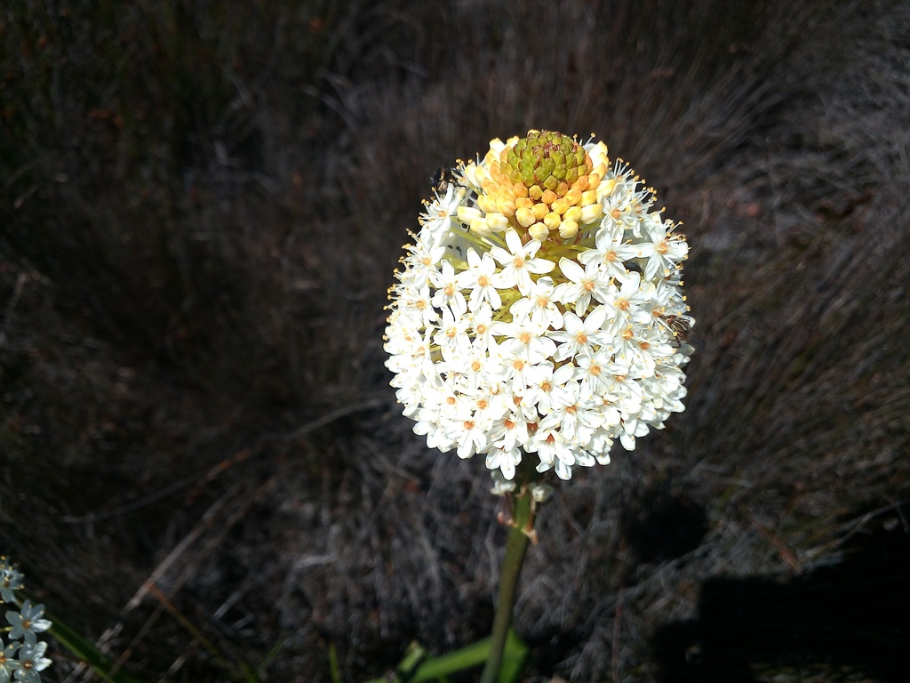 Water Catstail from Maclear's Beacon, Table Mountain (Nature Reserve ...