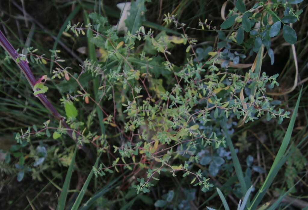 Spotted spurge from Mar Lee, Denver, CO, USA on September 29, 2023 at ...